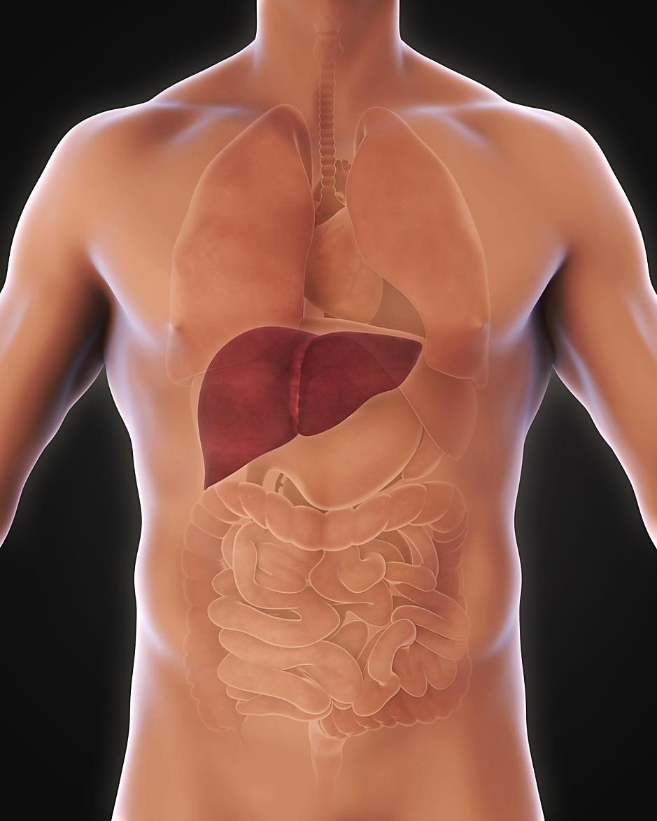 Water Health Benefits | How Water helps maintain Liver Health